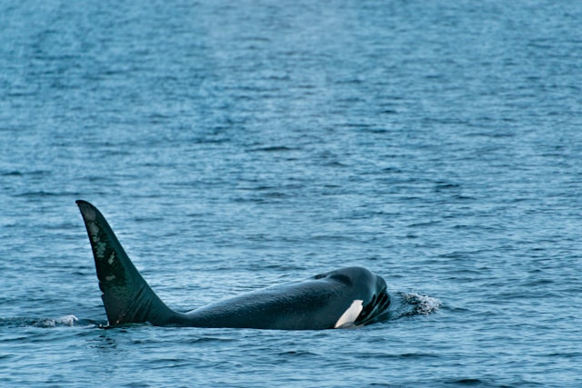 10 Fascinating Facts About Orcas: You Need To Know Them!