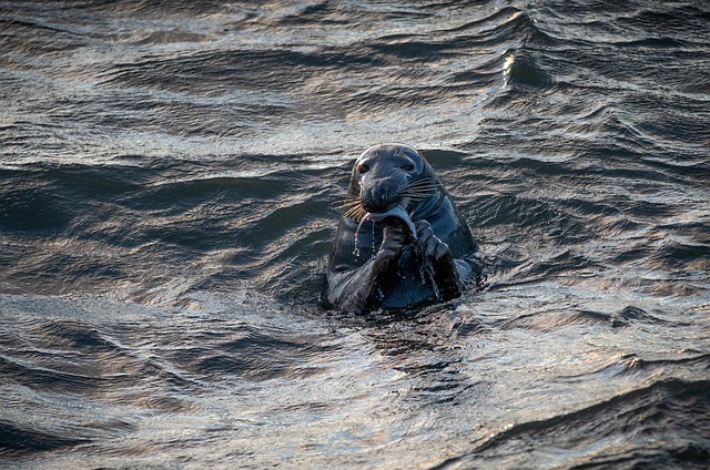 Dive into Adventure: A Guide to Unforgettable Marine Wildlife Travel