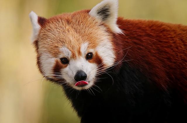 The World's 10 Cutest Animals: A Journey into Adorableness