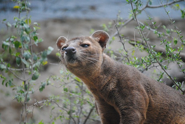 Exploring the Wildlife of Madagascar: A Land Like No Other