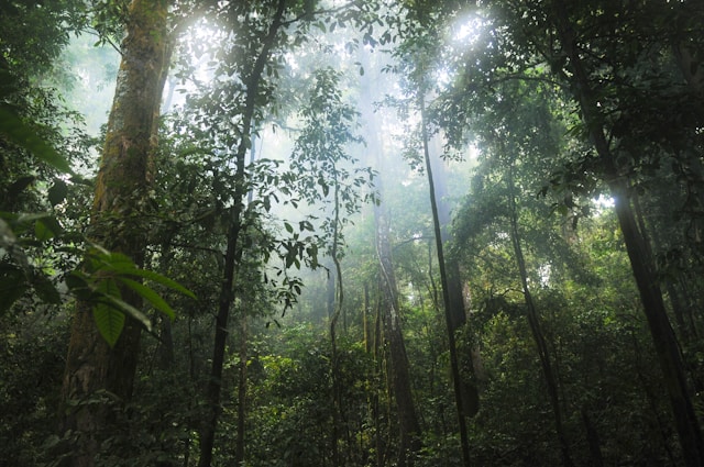 Surviving the Jungle: Essential Tips for Jungle Exploration