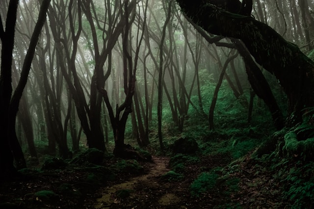 Surviving the Jungle: Essential Tips for Jungle Exploration