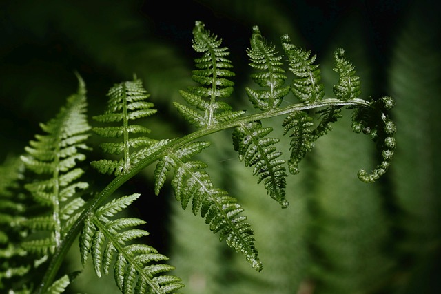 Essential Survival Skills for Wildlife Explorers