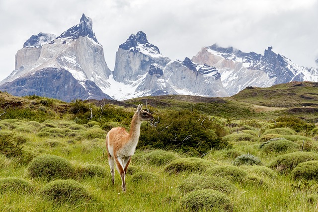 Wildlife in Patagonia: A Guide to South America’s Wilderness